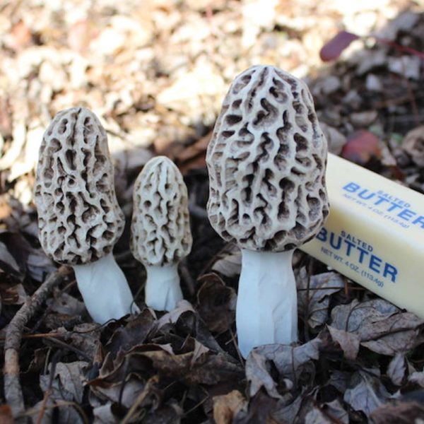 Morel Mushrooms For Landscape - Morel Mushroom Gear