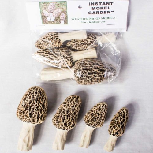 Morel Mushrooms for Landscape