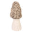 Giant Morel Mushroom - Morel Mushroom Gear