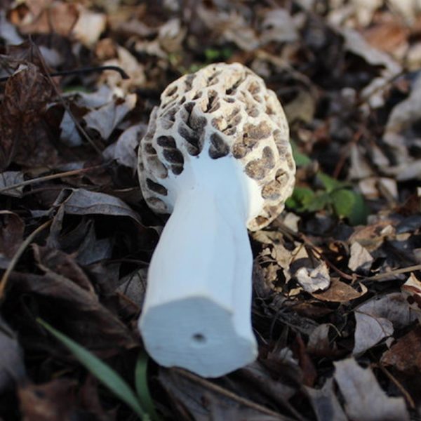 Morel Mushrooms For Landscape - Morel Mushroom Gear